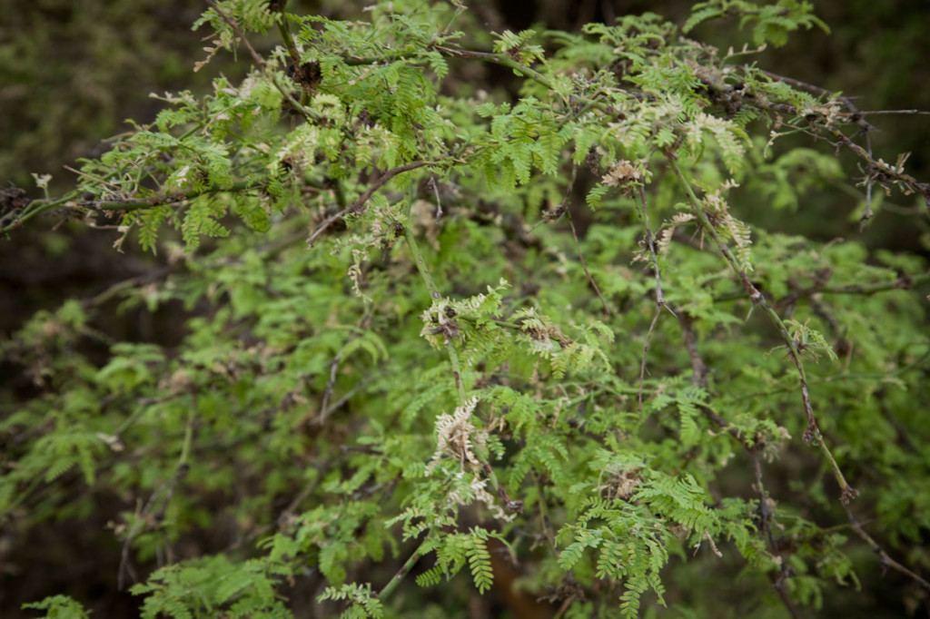 usaca_29 - Conservamos por Naturaleza