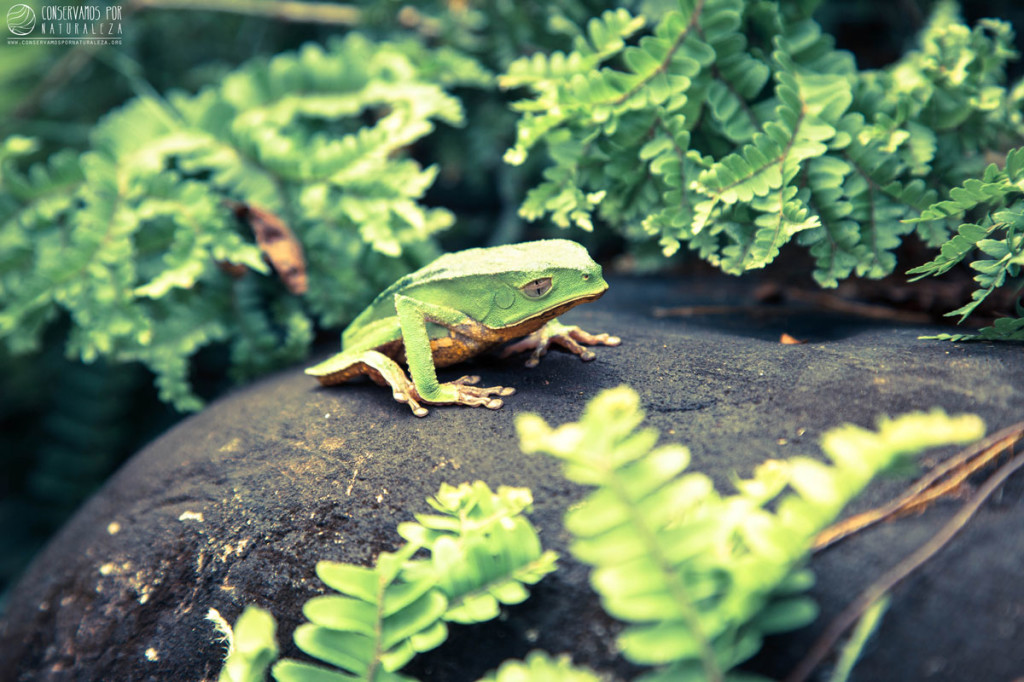 ACP Panguana - Conservamos por Naturaleza