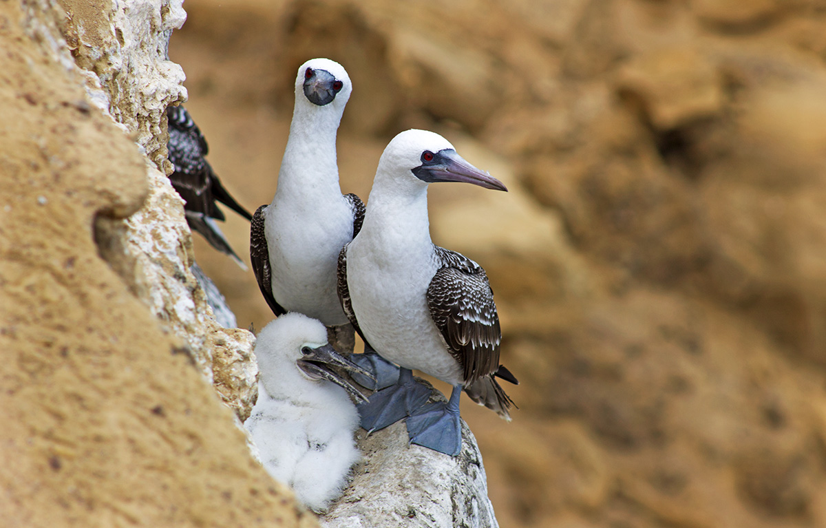 7 aves marinas que puedes ver al correr olas - Conservamos por Naturaleza