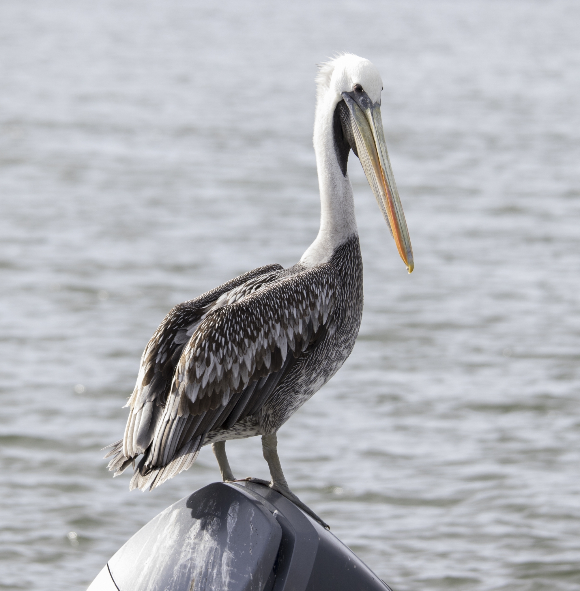 7 aves marinas que puedes ver al correr olas - Conservamos por Naturaleza