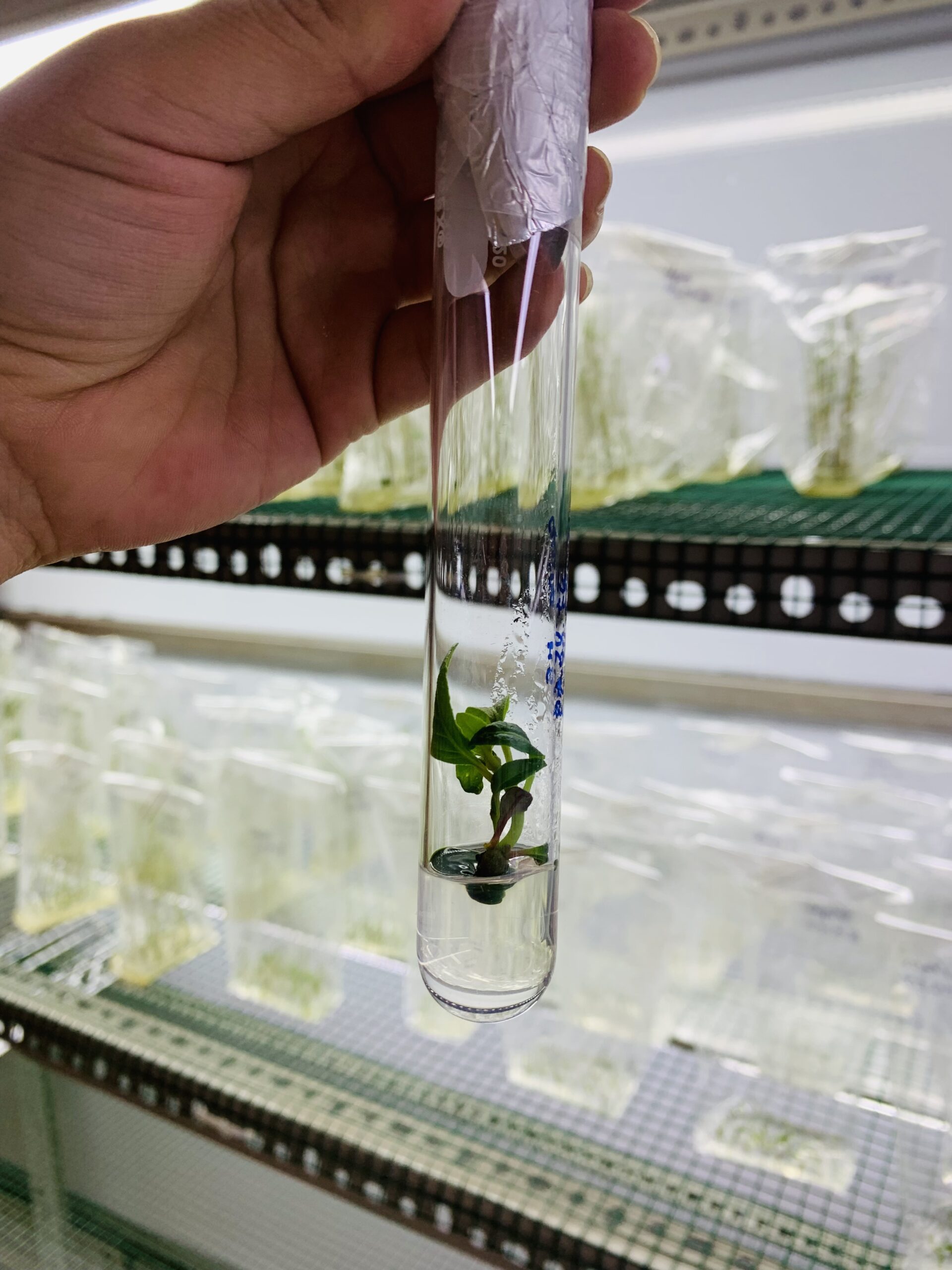 Rescatando la quina: biotecnología vegetal para conservar y recuperar ...