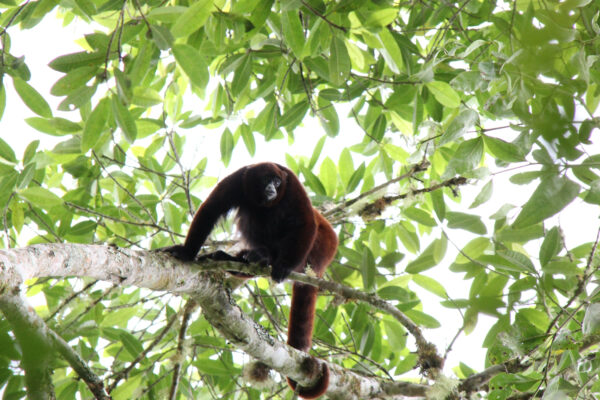 Mes del mono choro de cola amarilla: conoce más sobre esta especie que ...