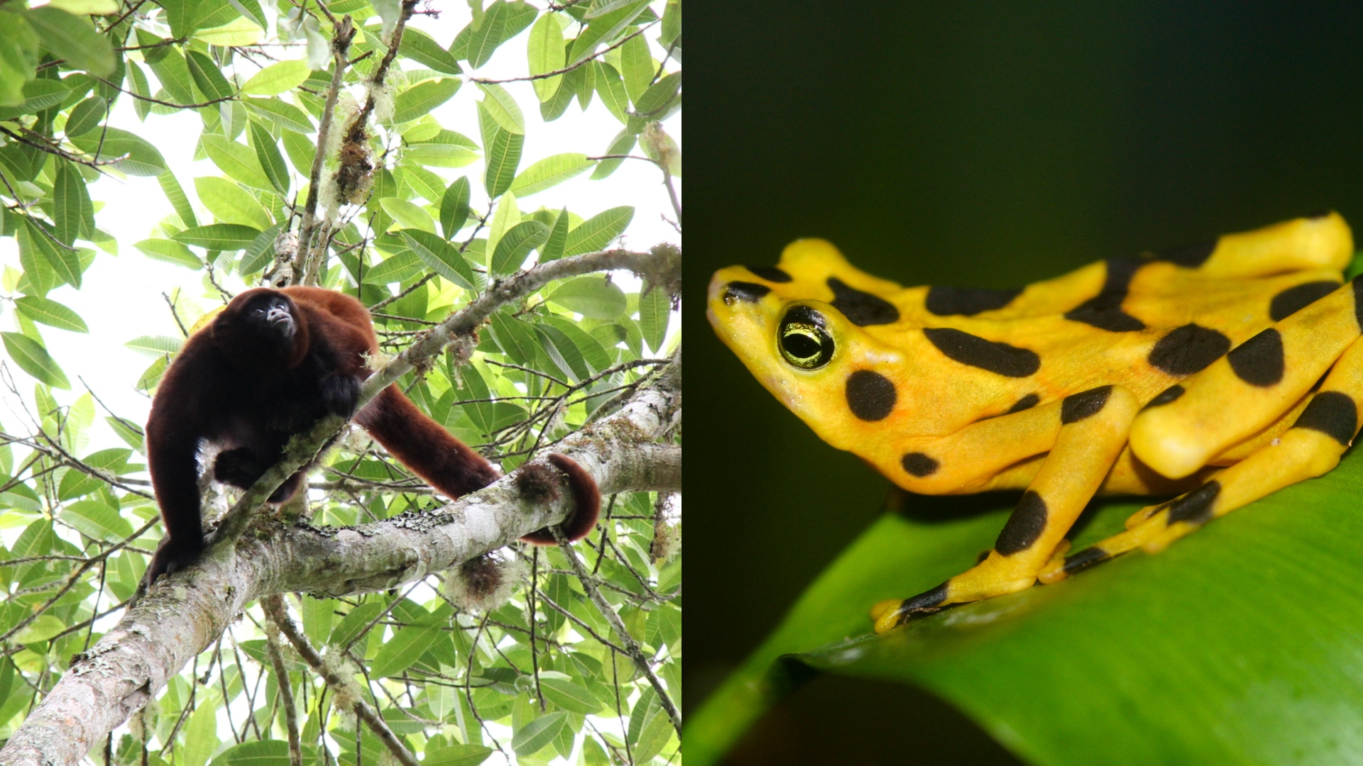 Premio para la Conservación Carlos Ponce: Conoce el proyecto ganador de la beca Conservamos por ...